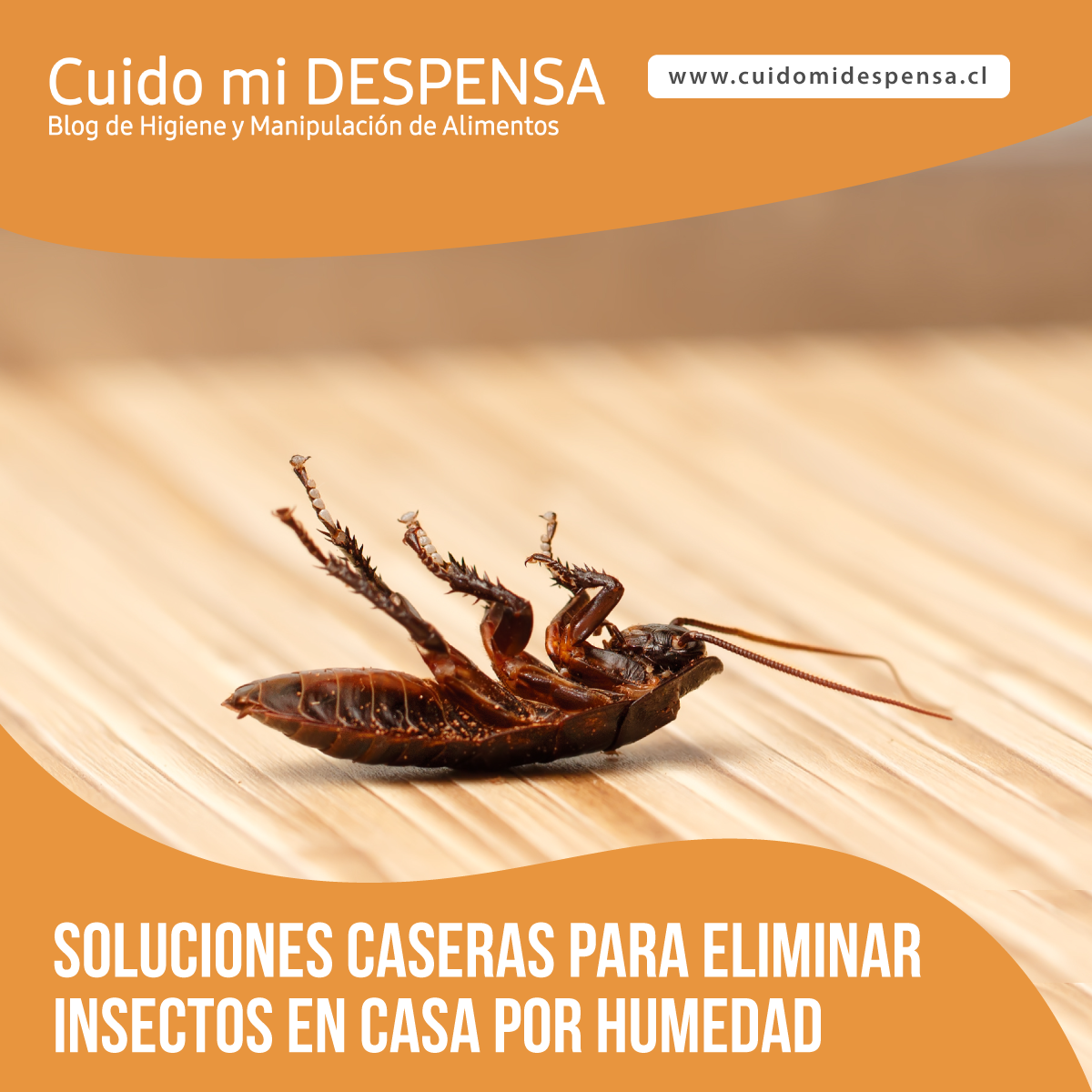 Gracias | Eliminar insectos